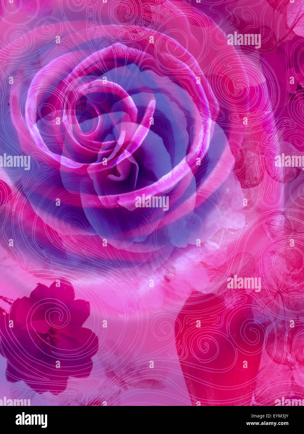 Close-up of a rose, overlays with flower decorations Stock Photo - Alamy