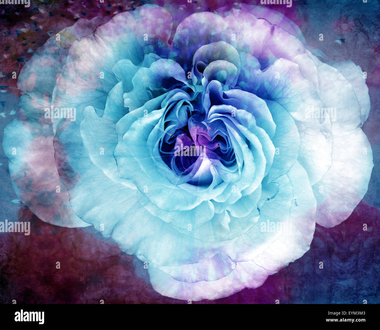 Composing, white rose layered with blue flower texture Stock Photo - Alamy