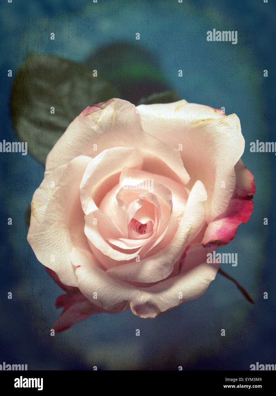 Softly rose petals hi-res stock photography and images - Alamy