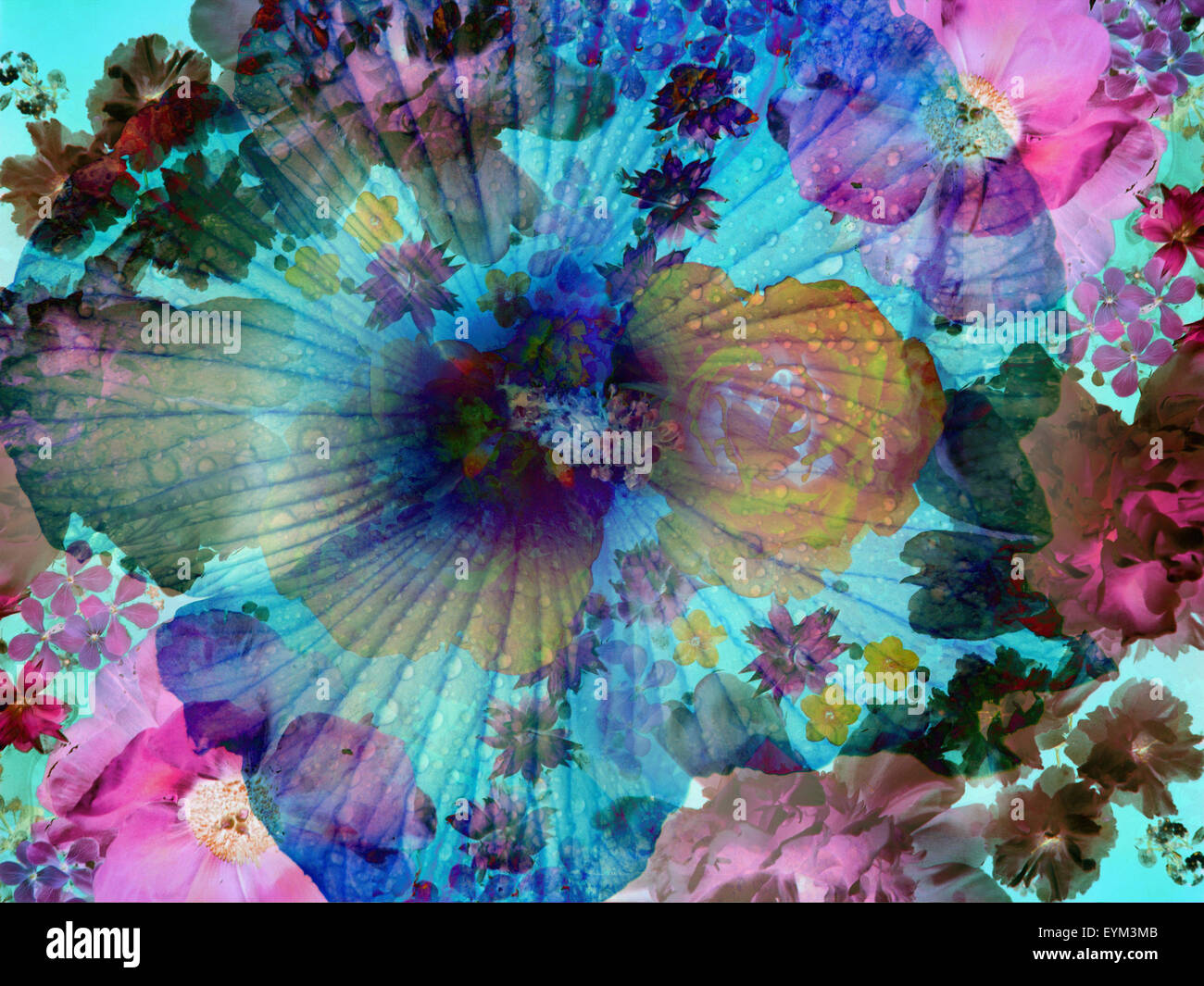 Composing of coloured flowers Stock Photo - Alamy
