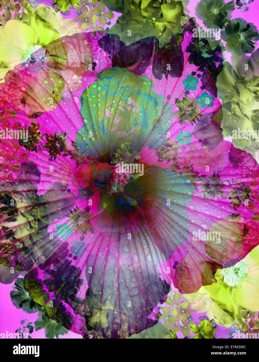 Composing of coloured flowers Stock Photo - Alamy