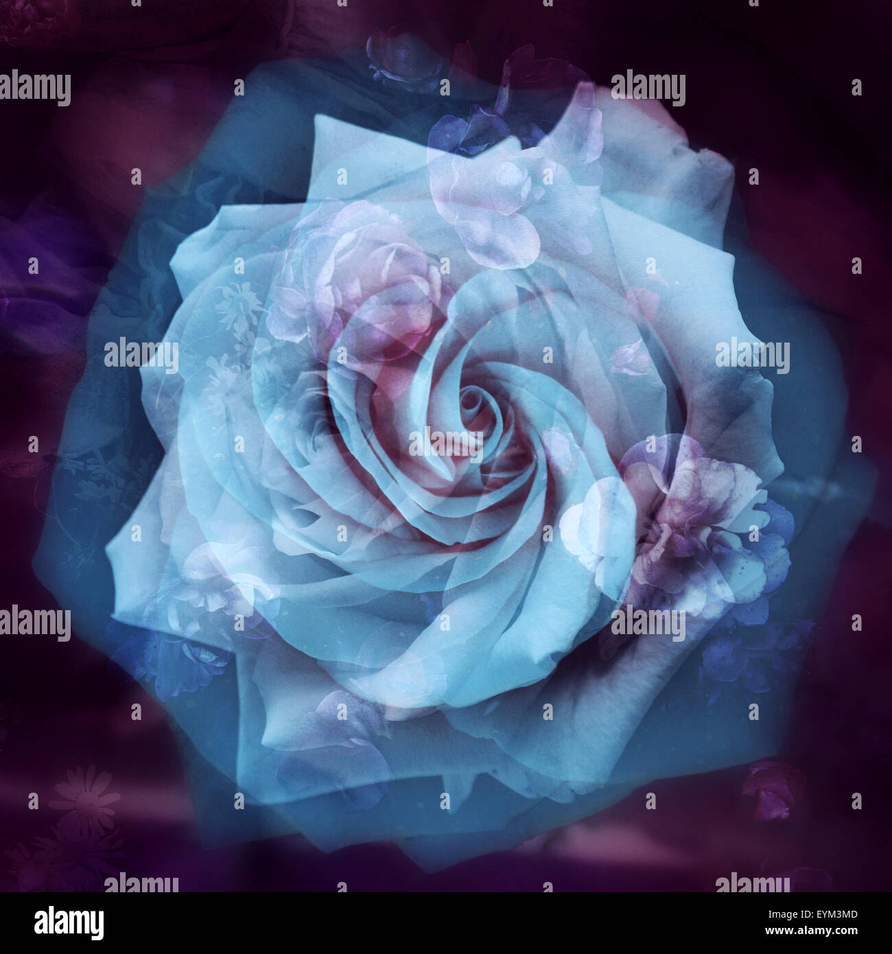 Rose tones hi-res stock photography and images - Alamy