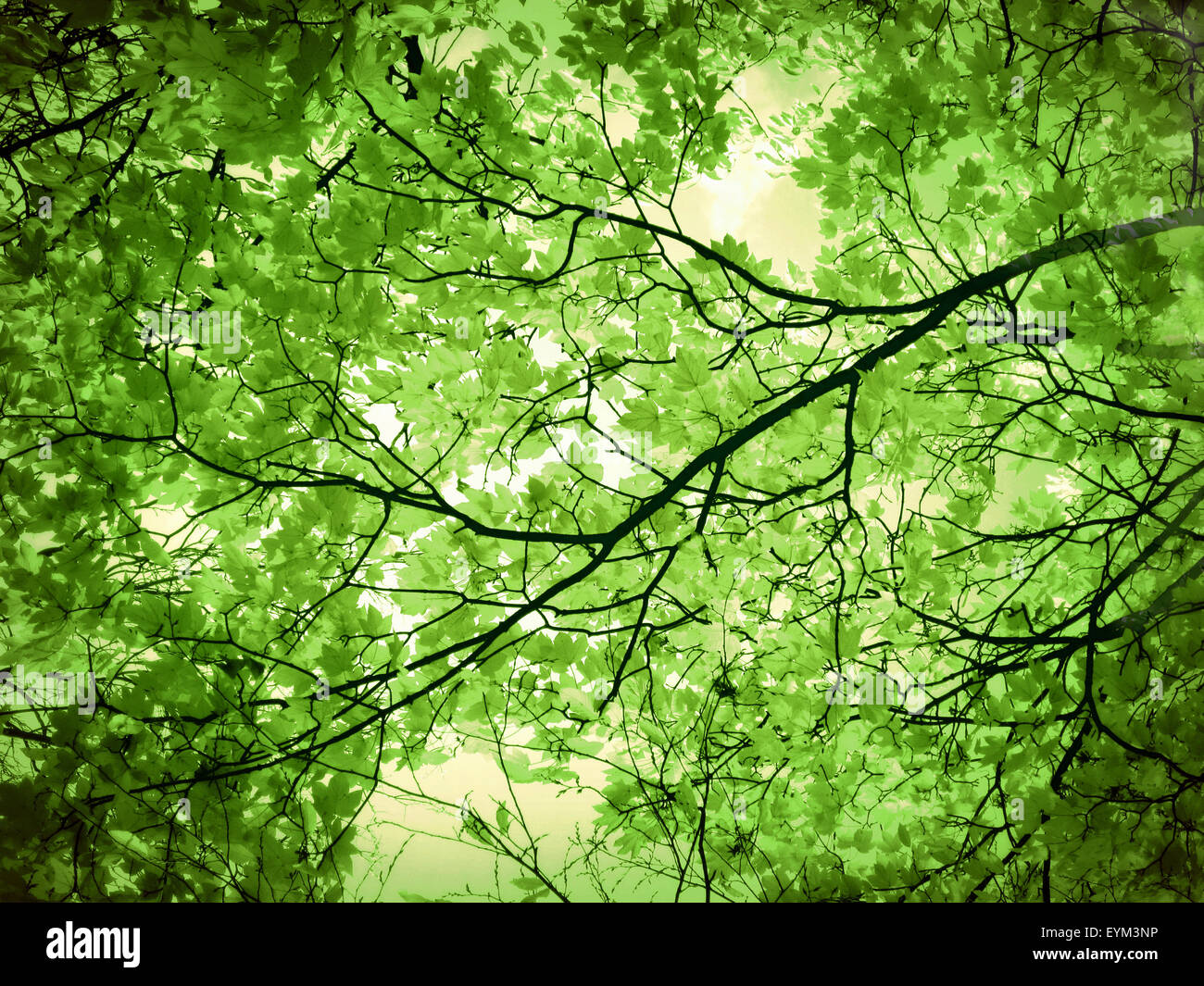 Foliage tree, branches, branches, leaves, green Stock Photo - Alamy