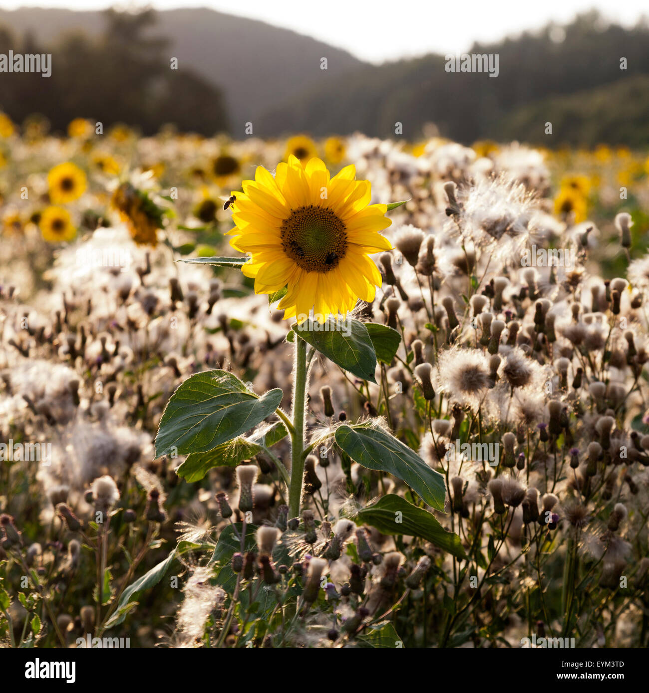 Sunflower at field edge Stock Photo - Alamy