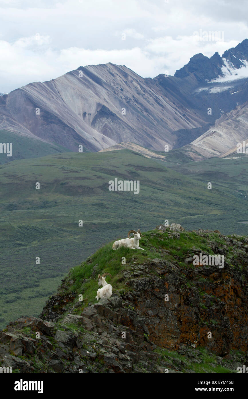 Recumbent sheep hi-res stock photography and images - Alamy