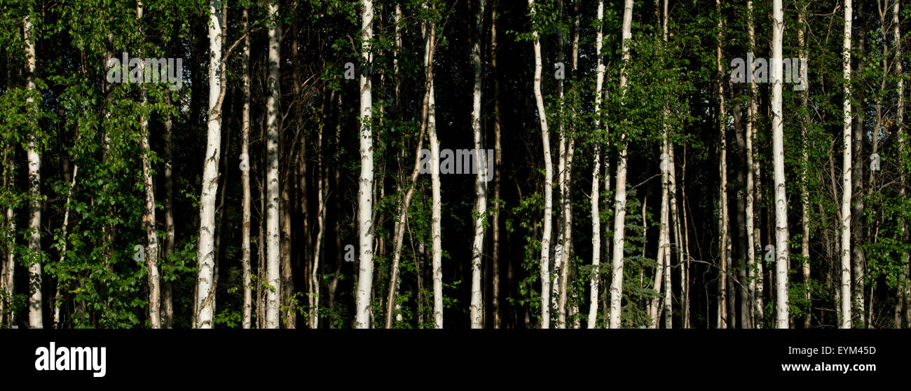 Alaska summer birch forest hi-res stock photography and images - Alamy