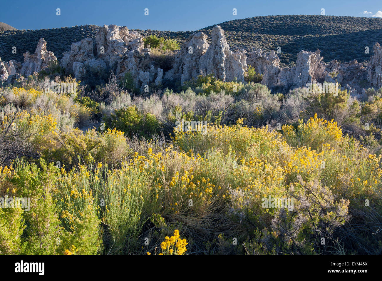 Rabbit bush hi-res stock photography and images - Alamy