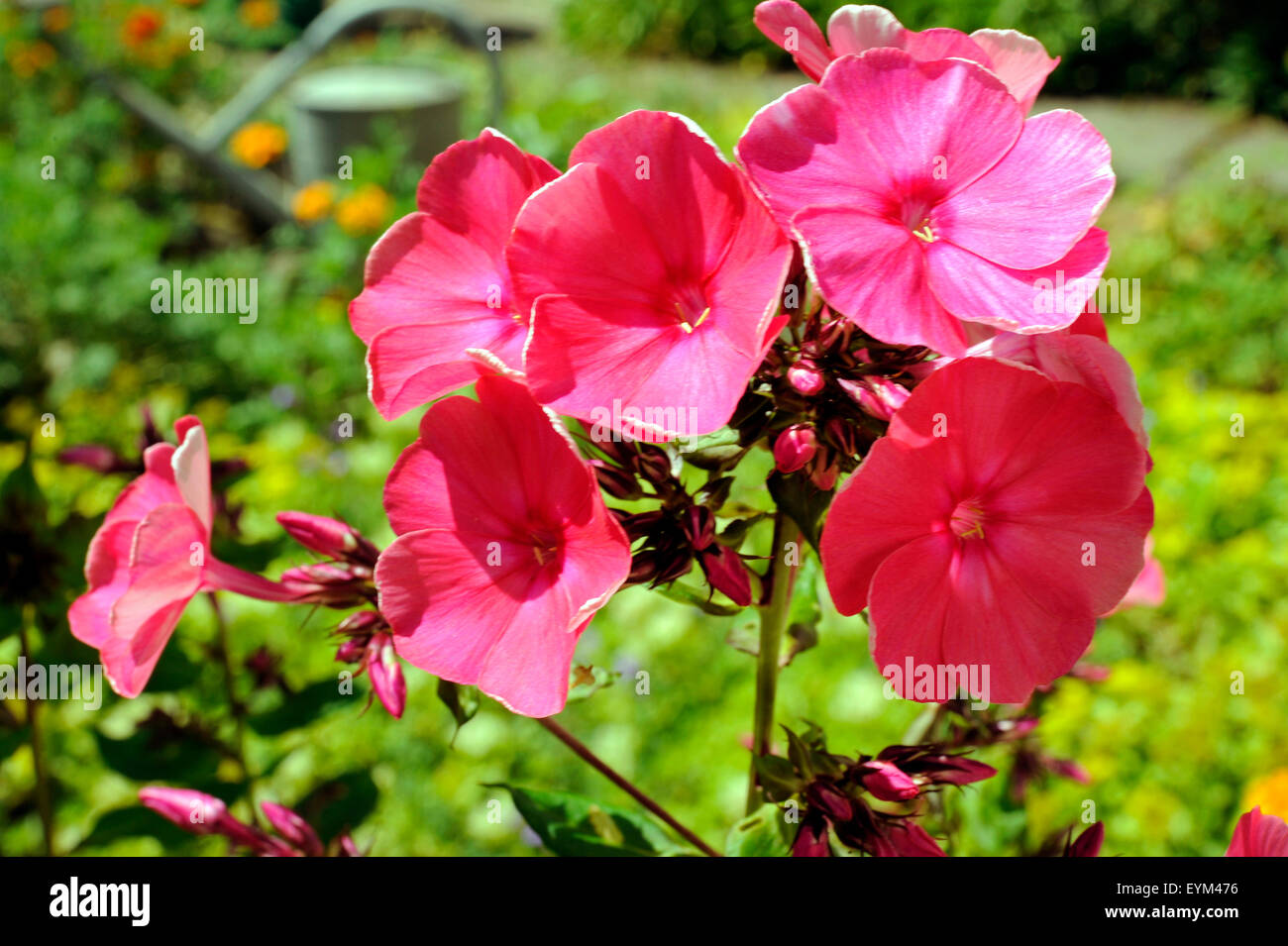 Red Phlox High Resolution Stock Photography and Images - Alamy