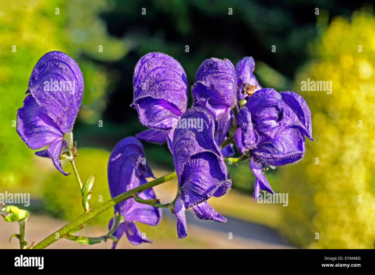 Monks hood hi-res stock photography and images - Alamy