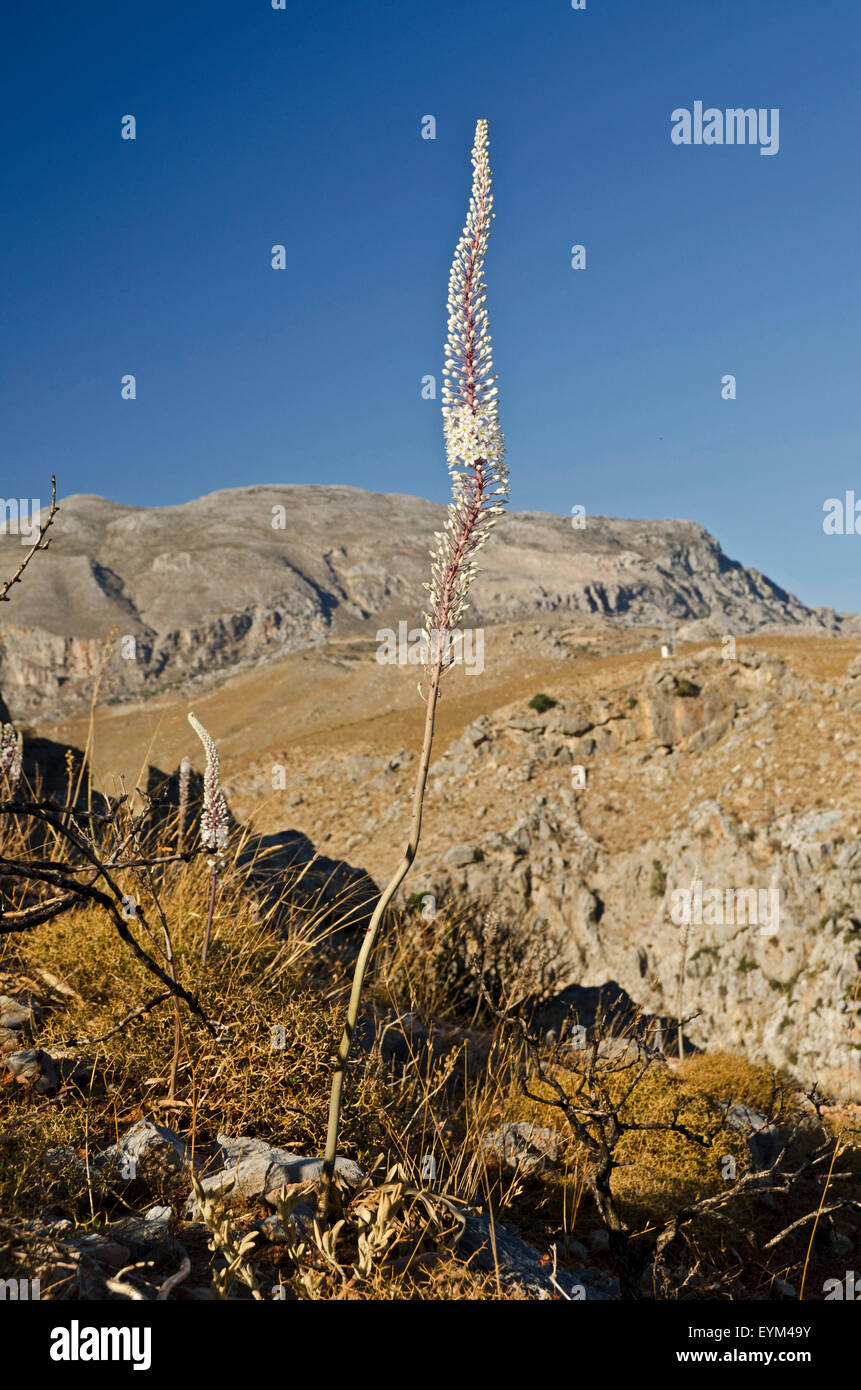 Crete flora sea onion hi-res stock photography and images - Alamy