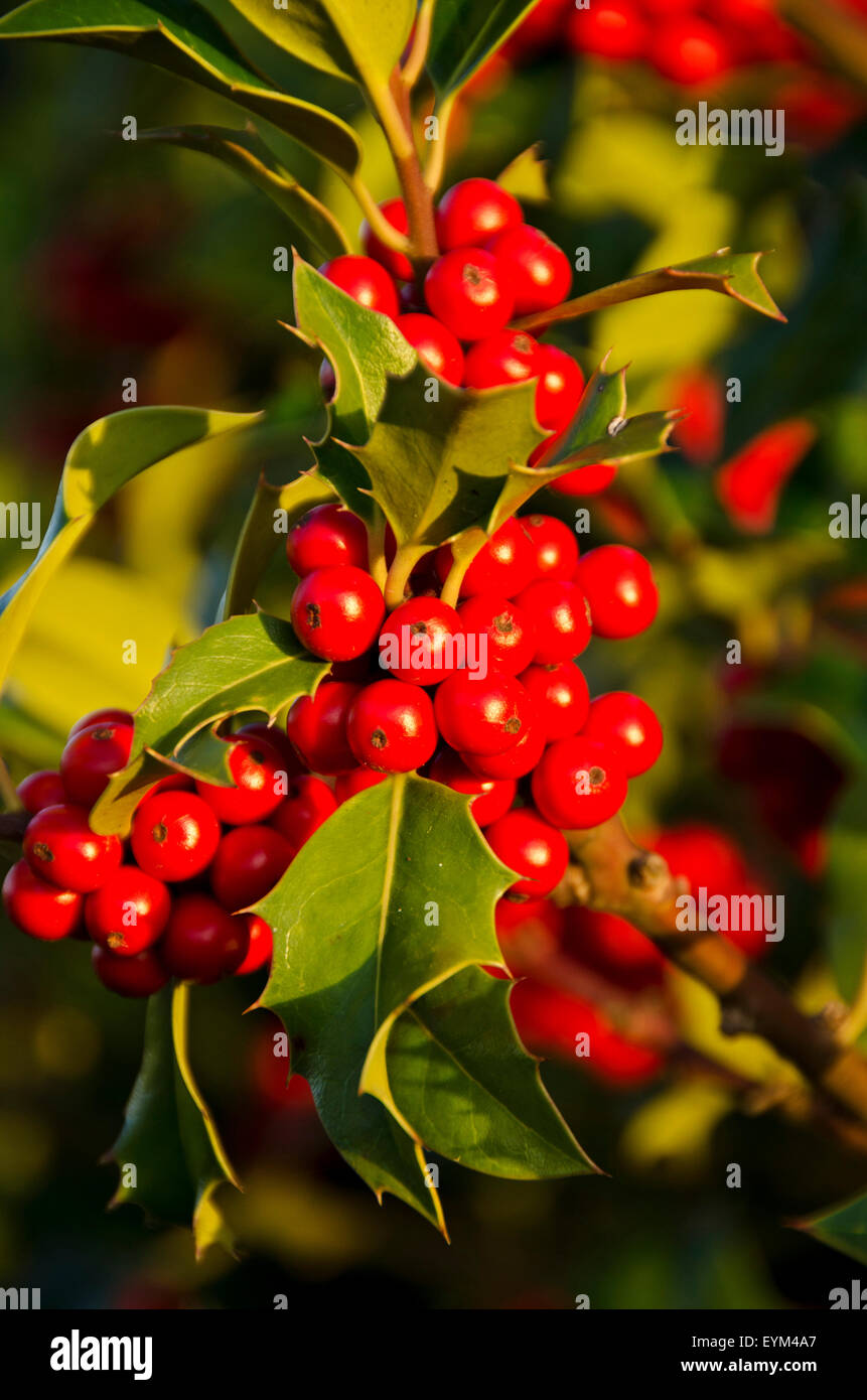 Vegetation with berries hi-res stock photography and images - Alamy