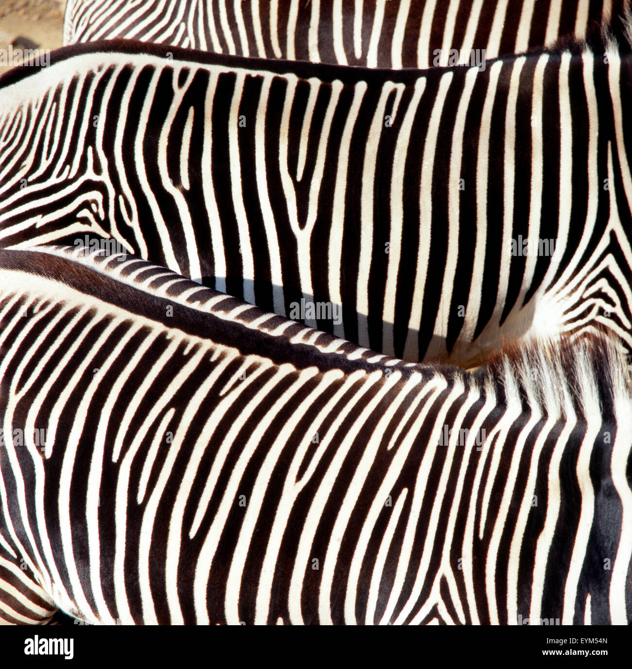 Striking stripes of the Grevyzebras in Kenya Stock Photo - Alamy
