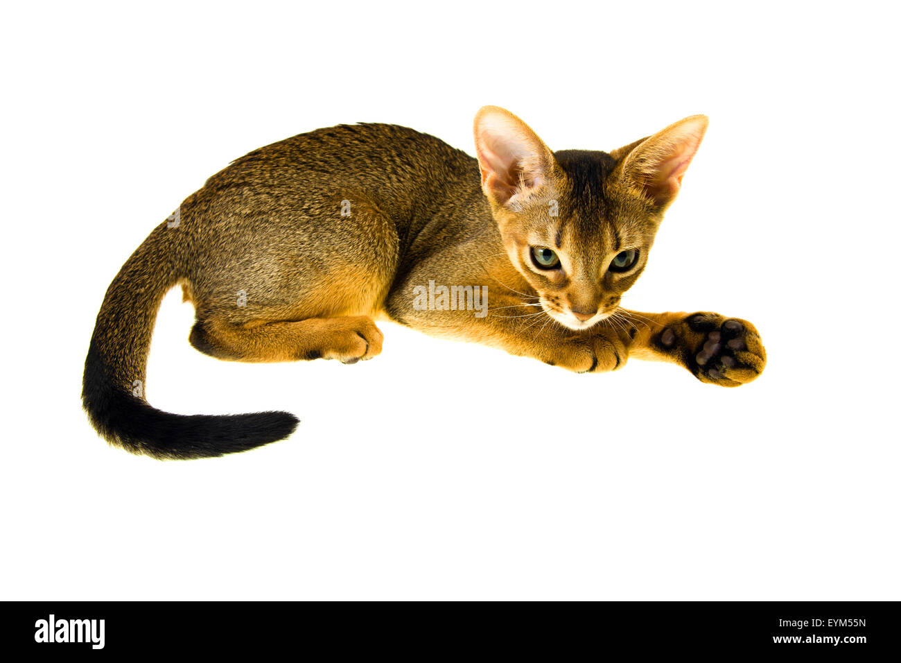 Serious young abyssinian cat hi-res stock photography and images - Alamy