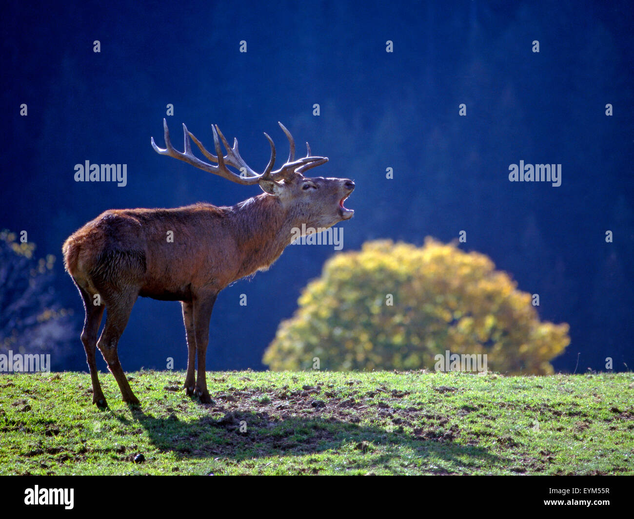 Mountain deer hi-res stock photography and images - Alamy