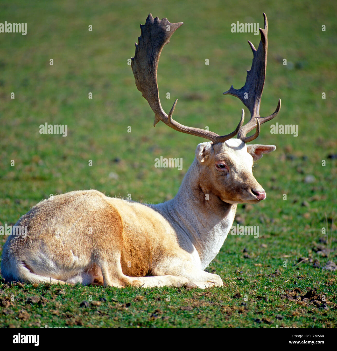 White fallow buck rests on the meadow Stock Photo - Alamy