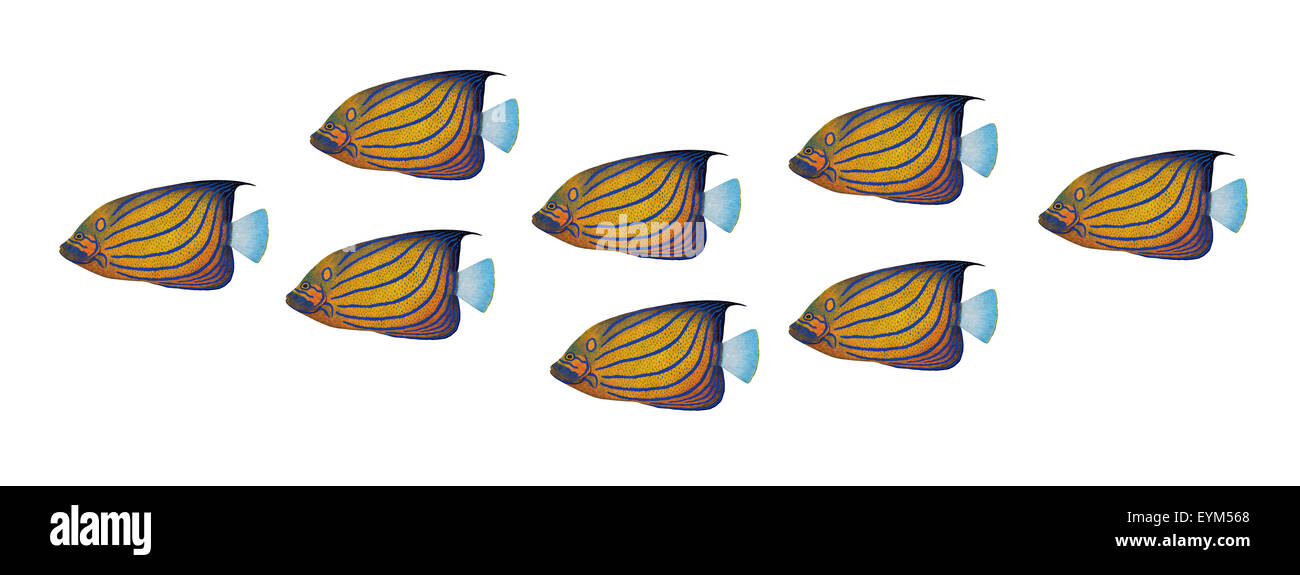 Blue Ring Angelfish original acrylic Painting isolated on white ...