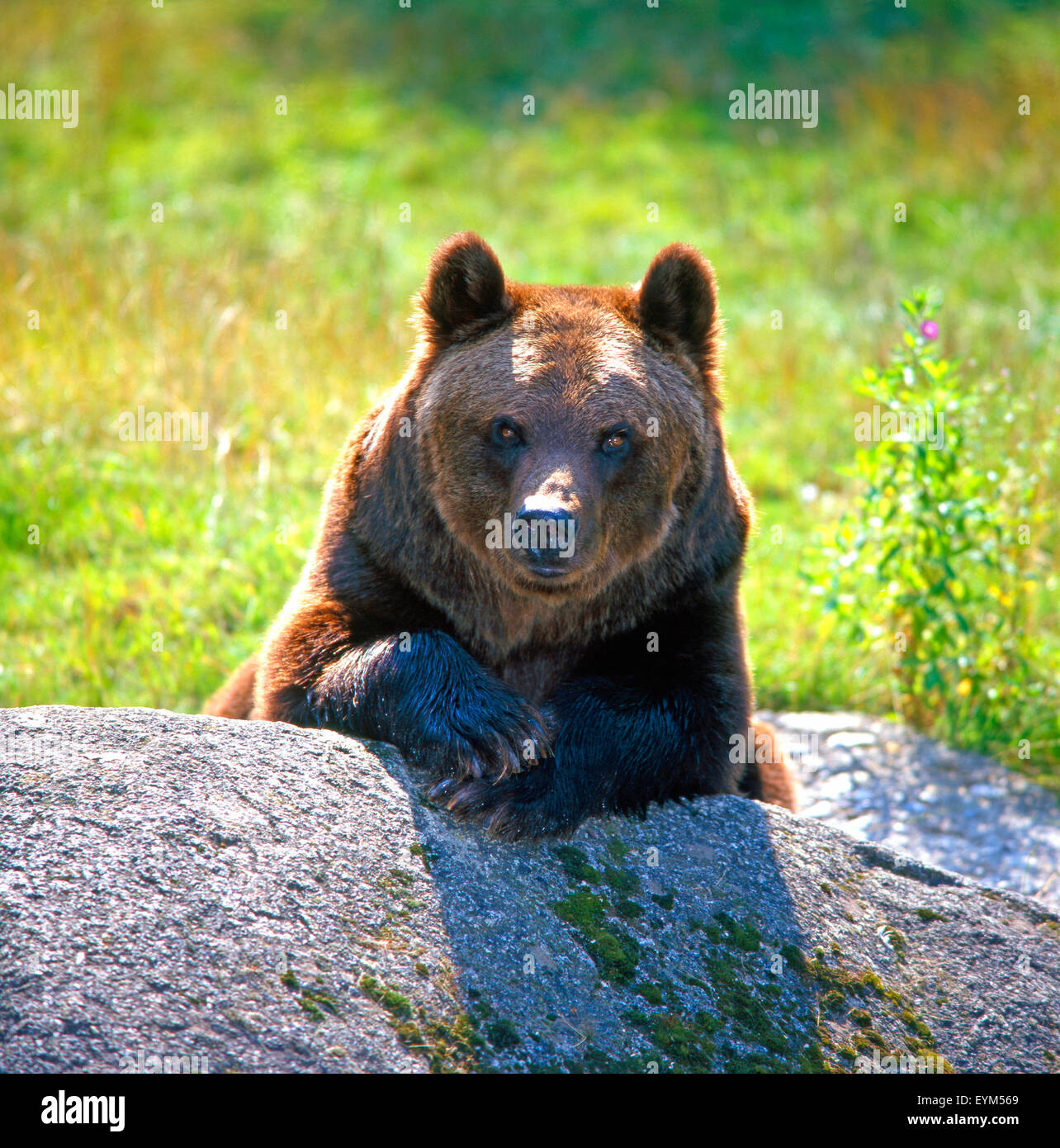 Old brown bear hi-res stock photography and images - Alamy