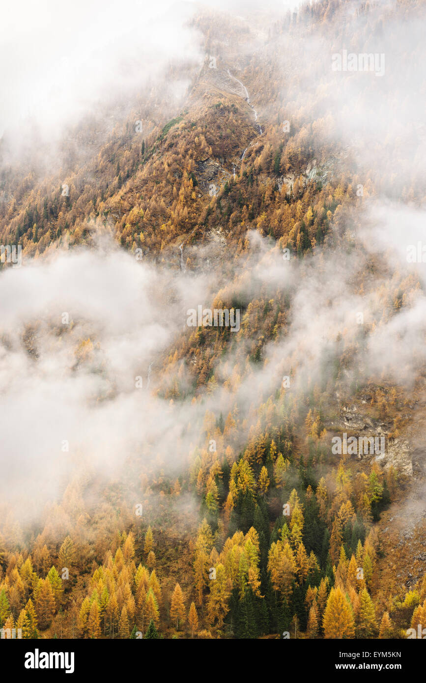 Wood, mountains, trees, slope, fog, clouds, waters, brook, rock Stock ...
