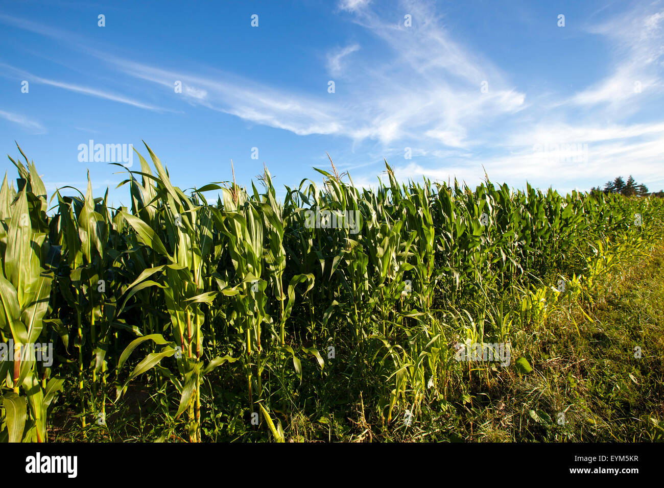 Corn fields ukraine hi-res stock photography and images - Alamy
