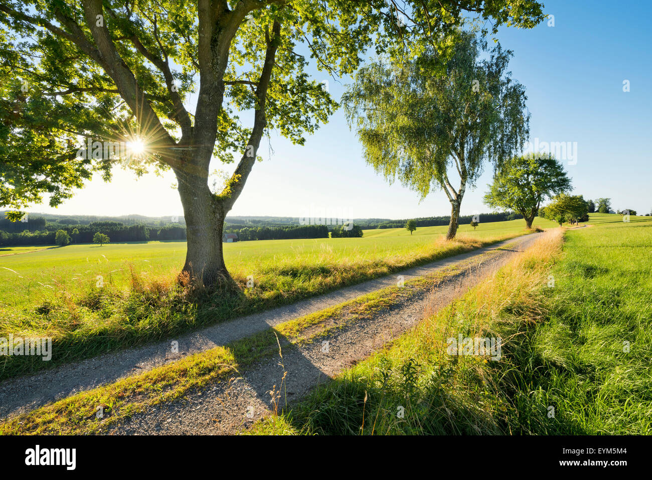 Country lane tree hi-res stock photography and images - Alamy