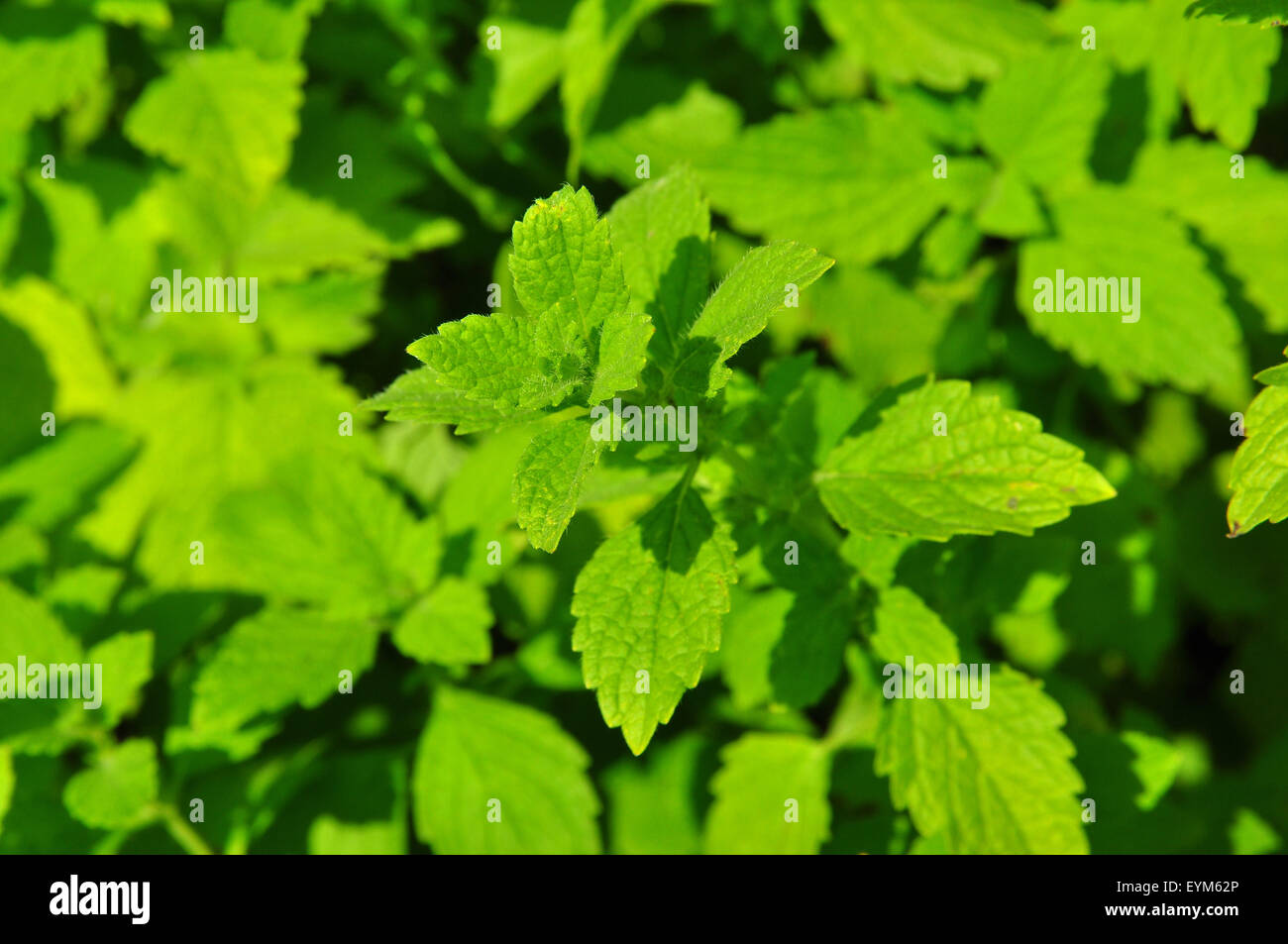 Botany herb hi-res stock photography and images - Alamy