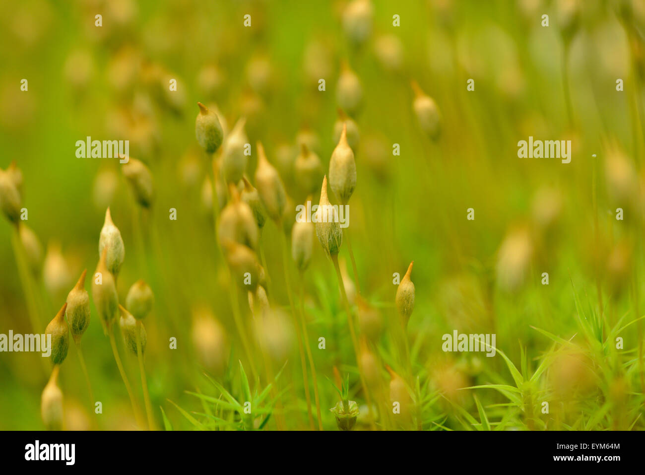 Polytrichum Moss Sporophyte High Resolution Stock Photography and ...
