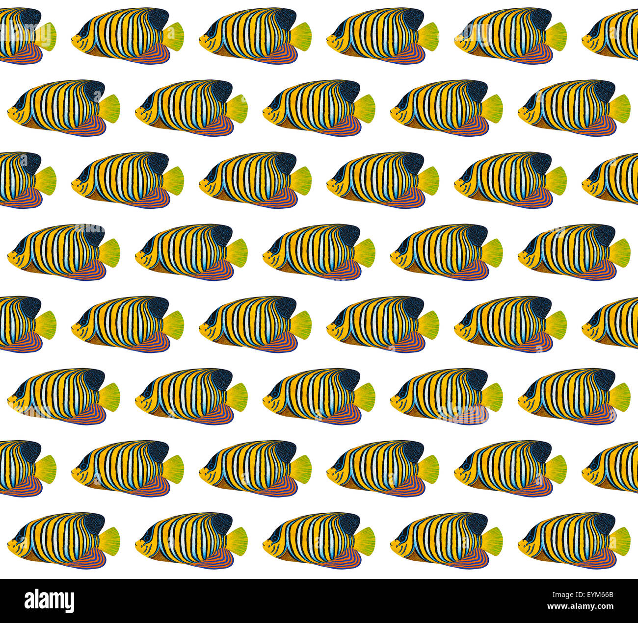 Acrylic painting Regal Angelfish Pattern isolated on white background ...