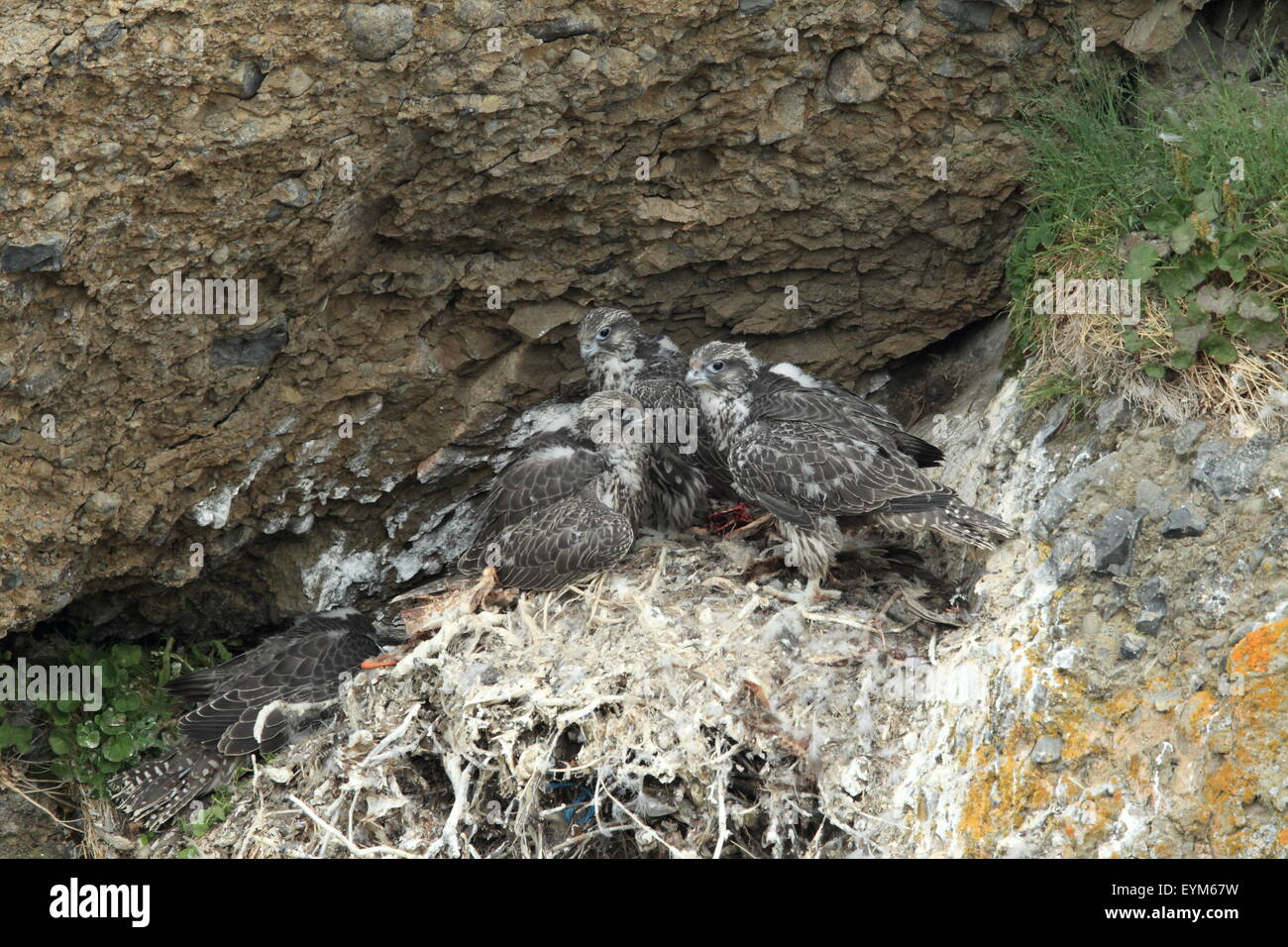 young Gyrfalcon Gerfalcon Iceland Stock Photo - Alamy