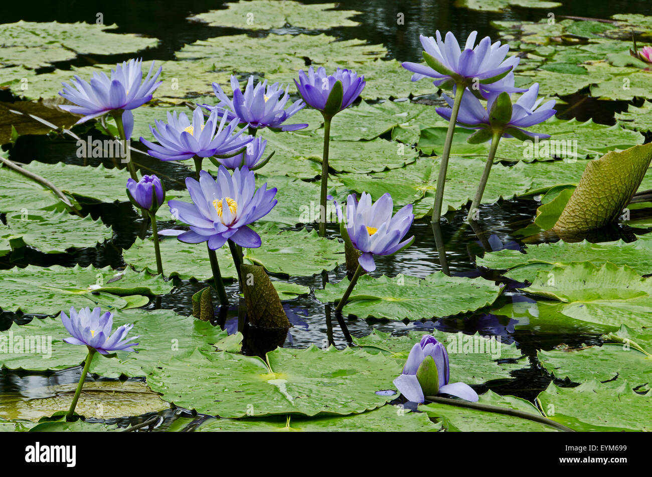 Blossoms of the star lotus Stock Photo - Alamy