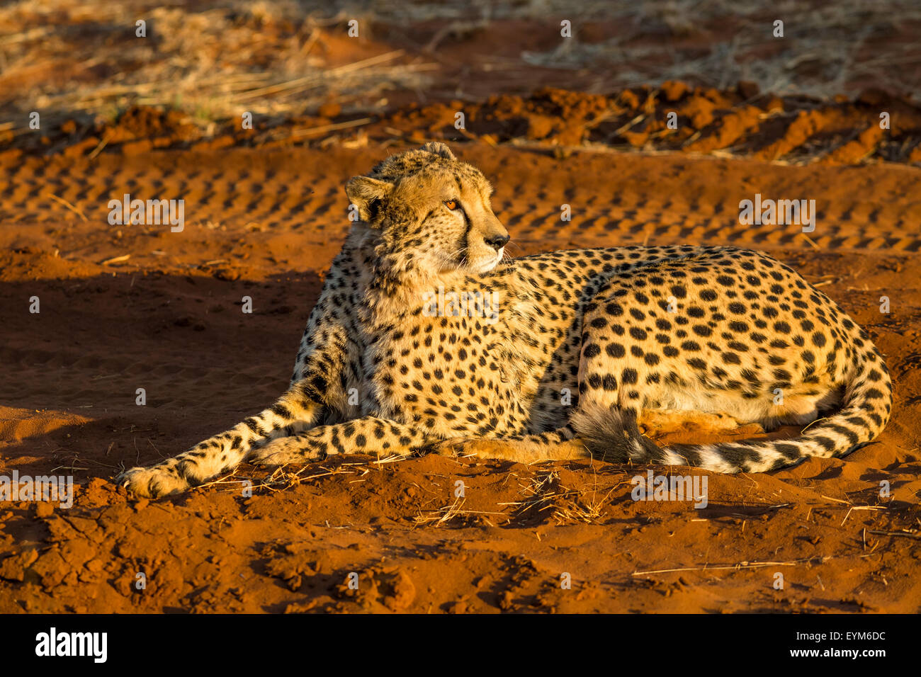 Cheetah with blood hi-res stock photography and images - Alamy