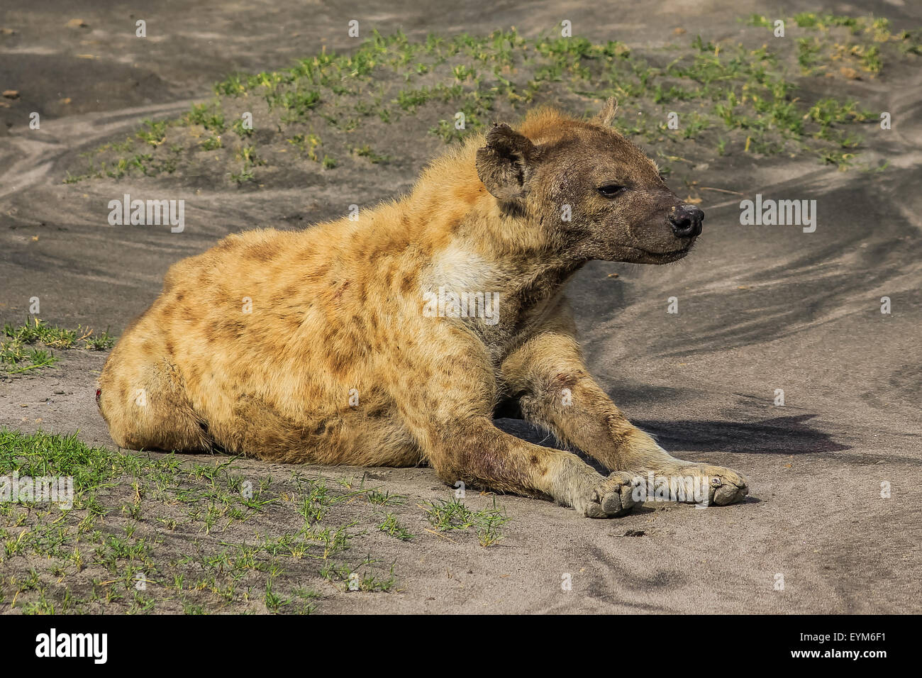 Hyena side profile hi-res stock photography and images - Alamy