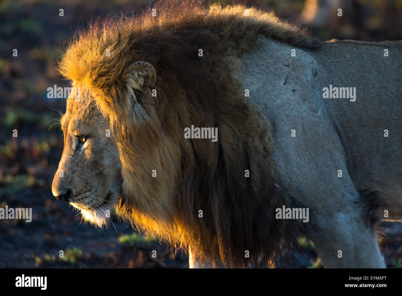 Portrait of lion Stock Photo - Alamy