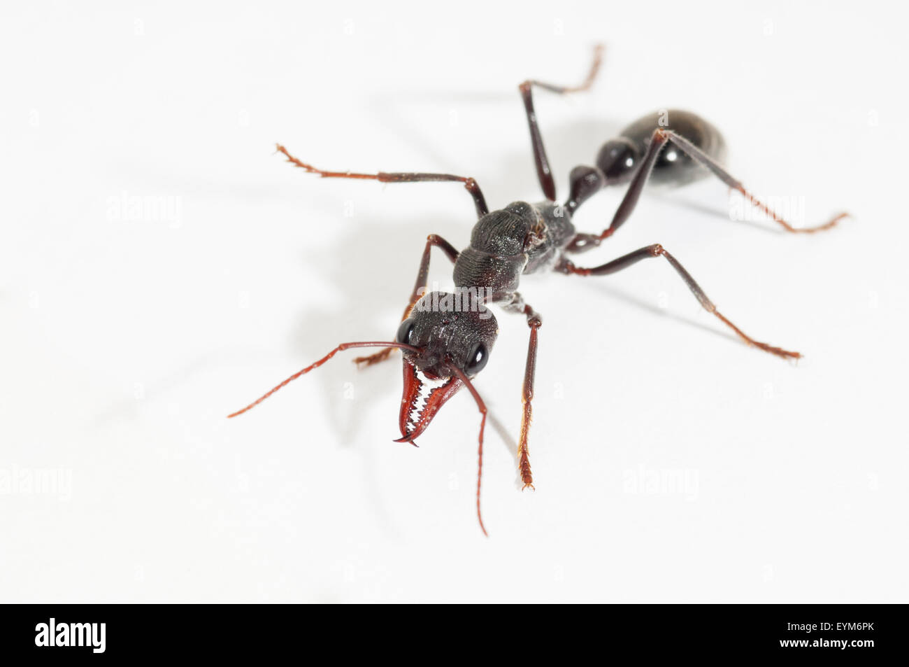Bull ant or bulldog ant close up on white background Stock Photo - Alamy