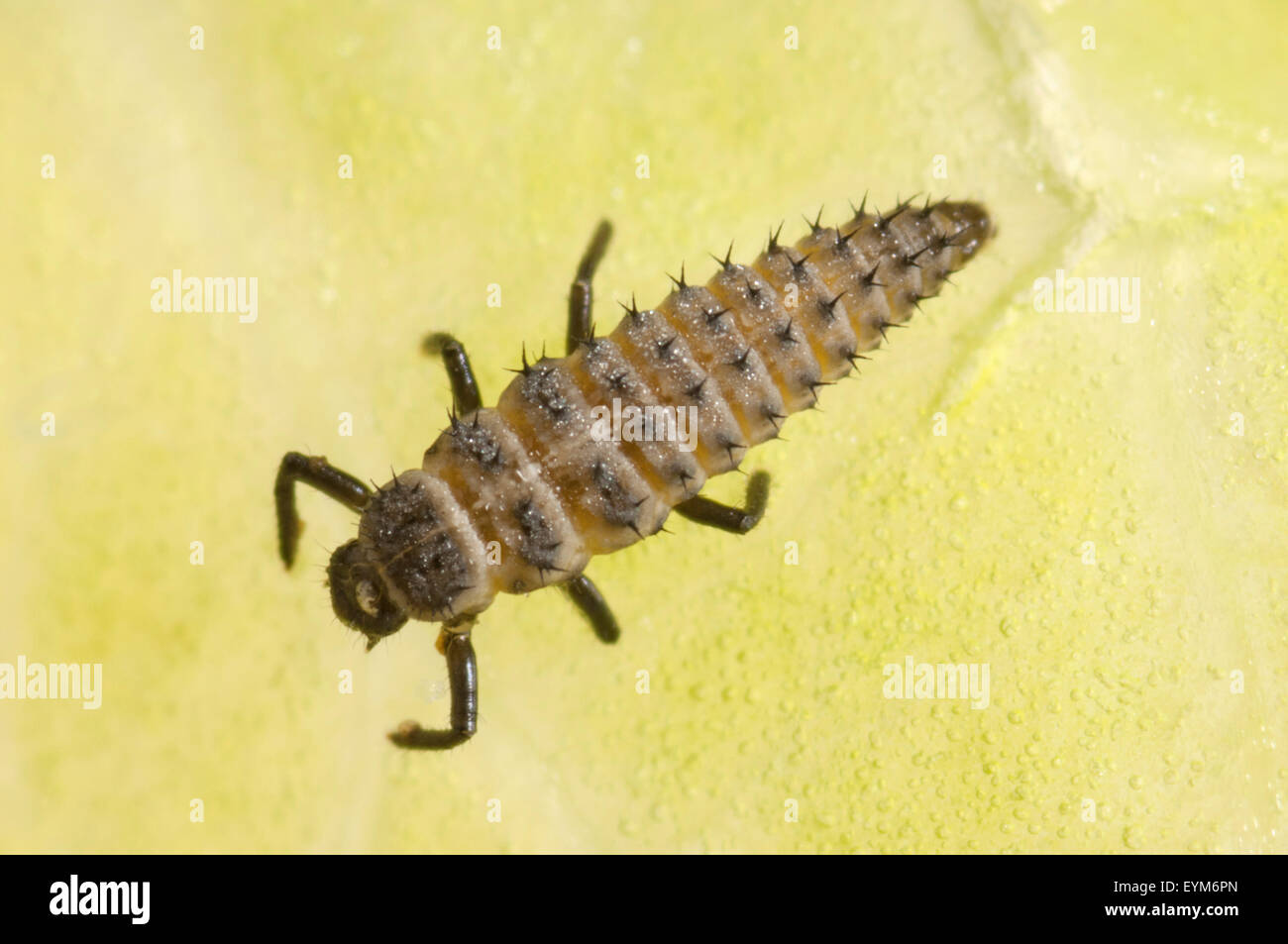 Close up larva hi-res stock photography and images - Alamy