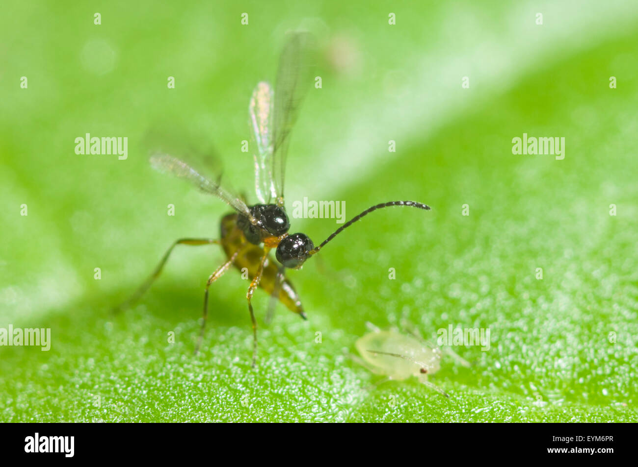 Aphidius wasp hi-res stock photography and images - Alamy