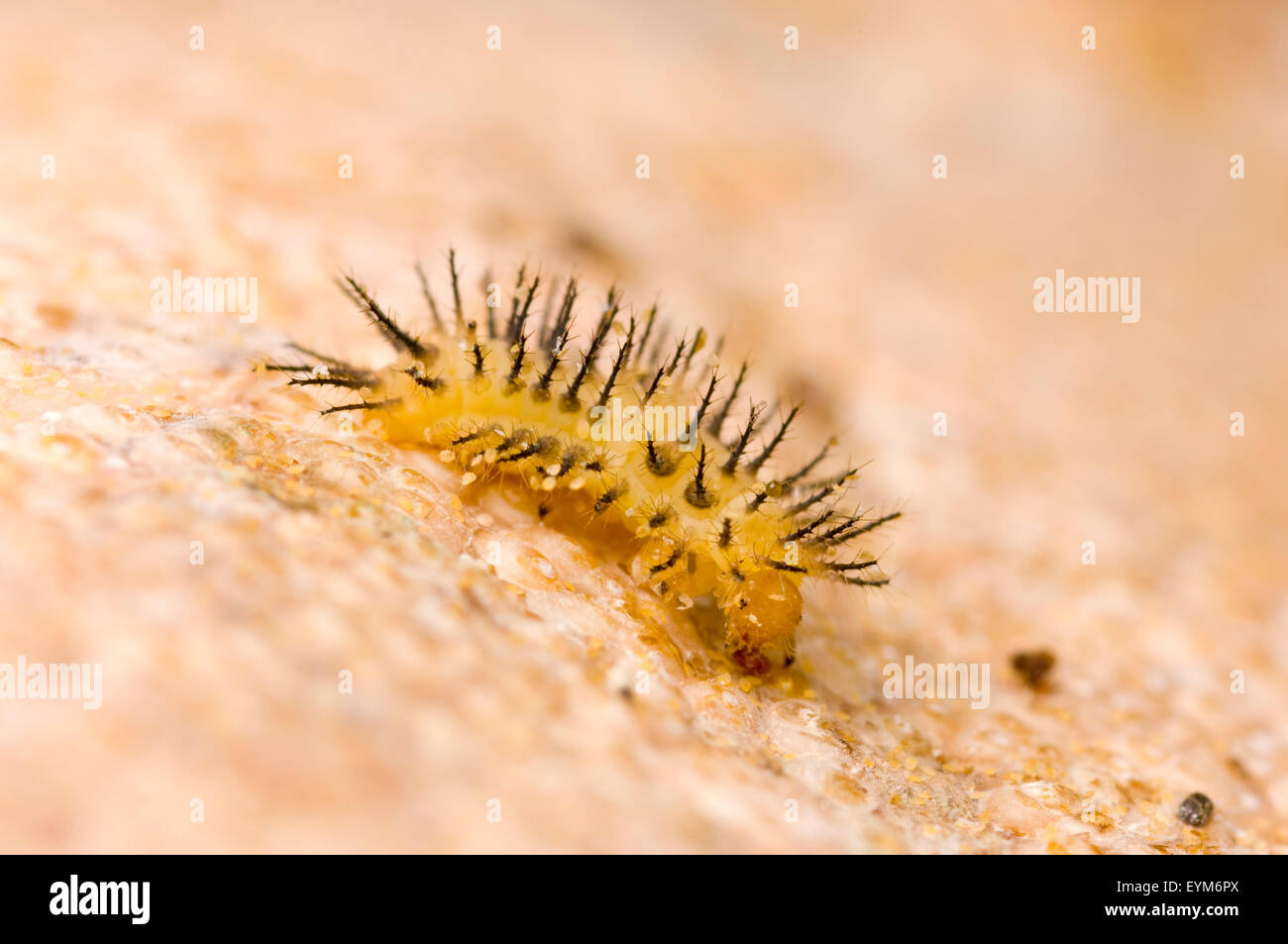 Blue chilocorus ladybird beetle larva feeding on oriental scale Stock ...