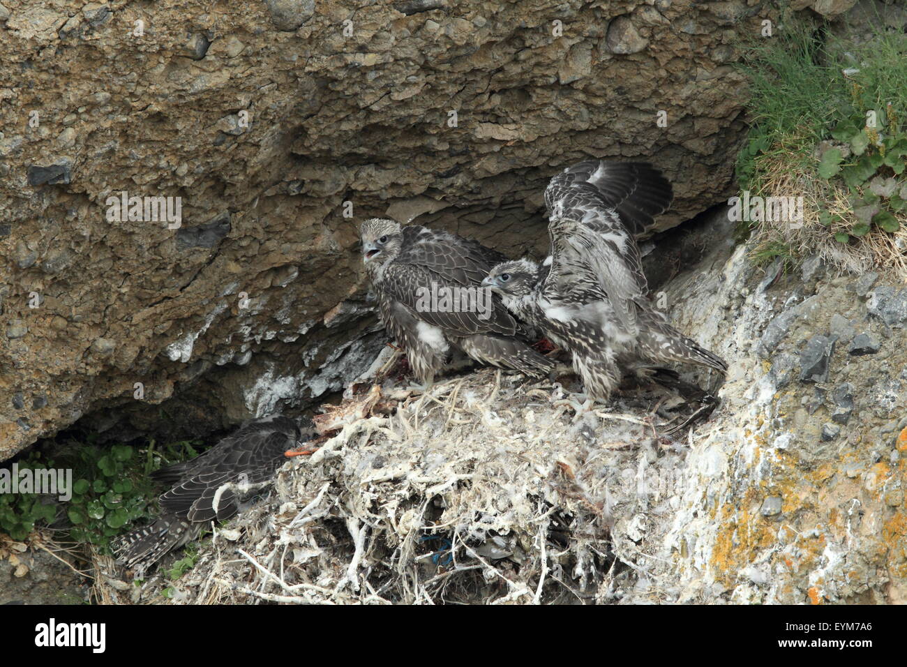 young Gyrfalcon Gerfalcon Iceland Stock Photo - Alamy