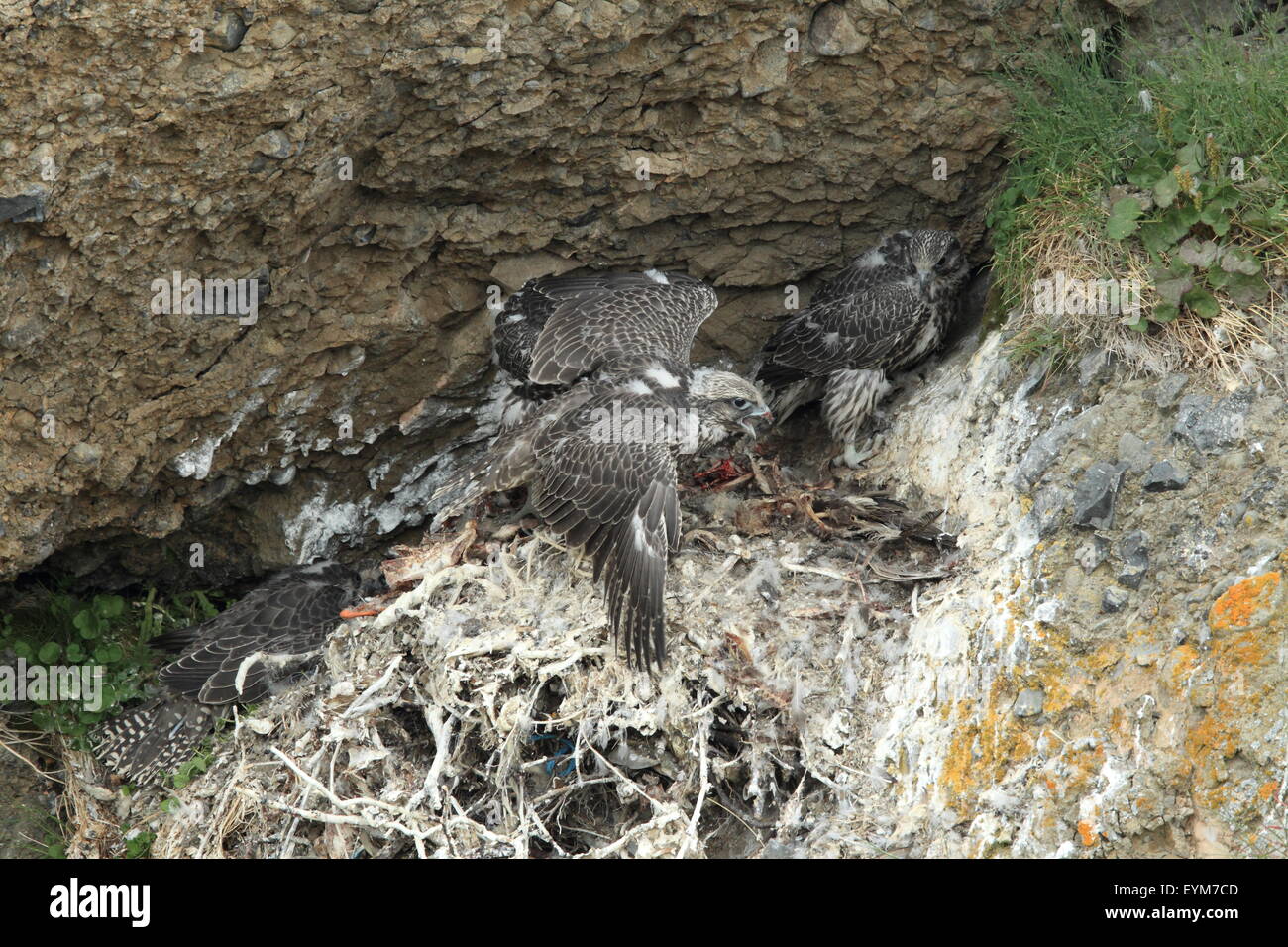 young Gyrfalcon Gerfalcon Iceland Stock Photo - Alamy