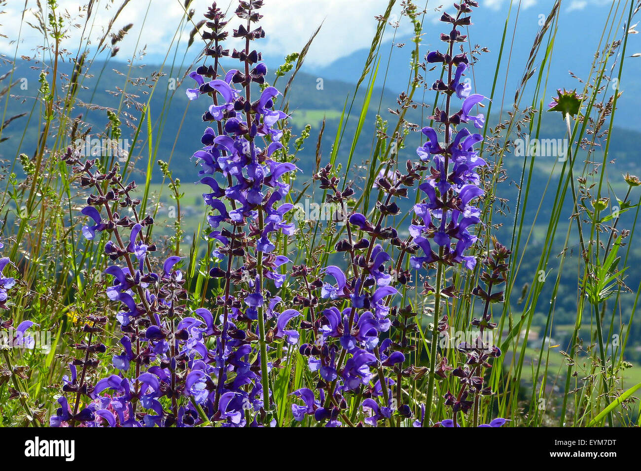 Meadow sage on mountain pasture, blossoming, Salvia pratensis Stock ...