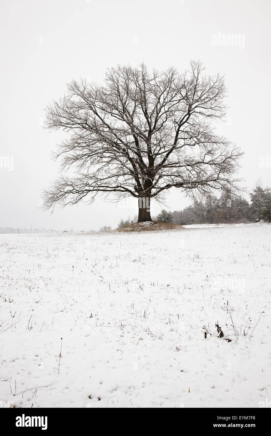 tree in winter Stock Photo - Alamy