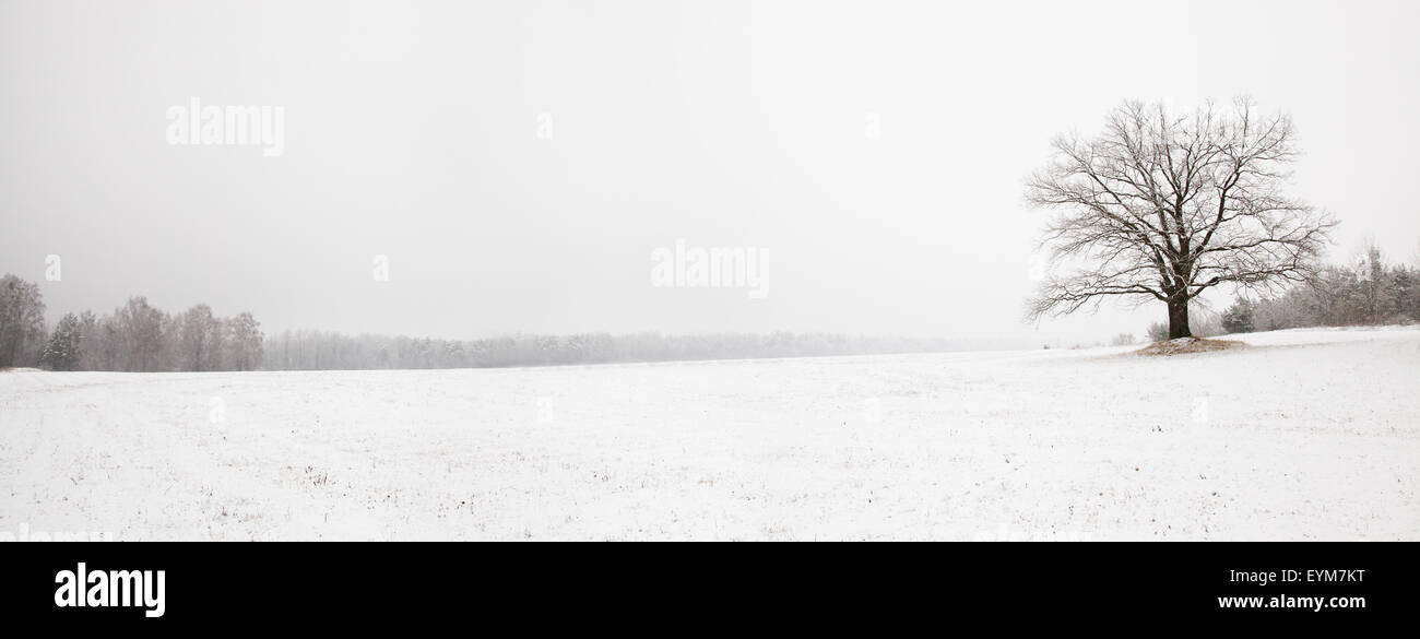tree in winter Stock Photo - Alamy