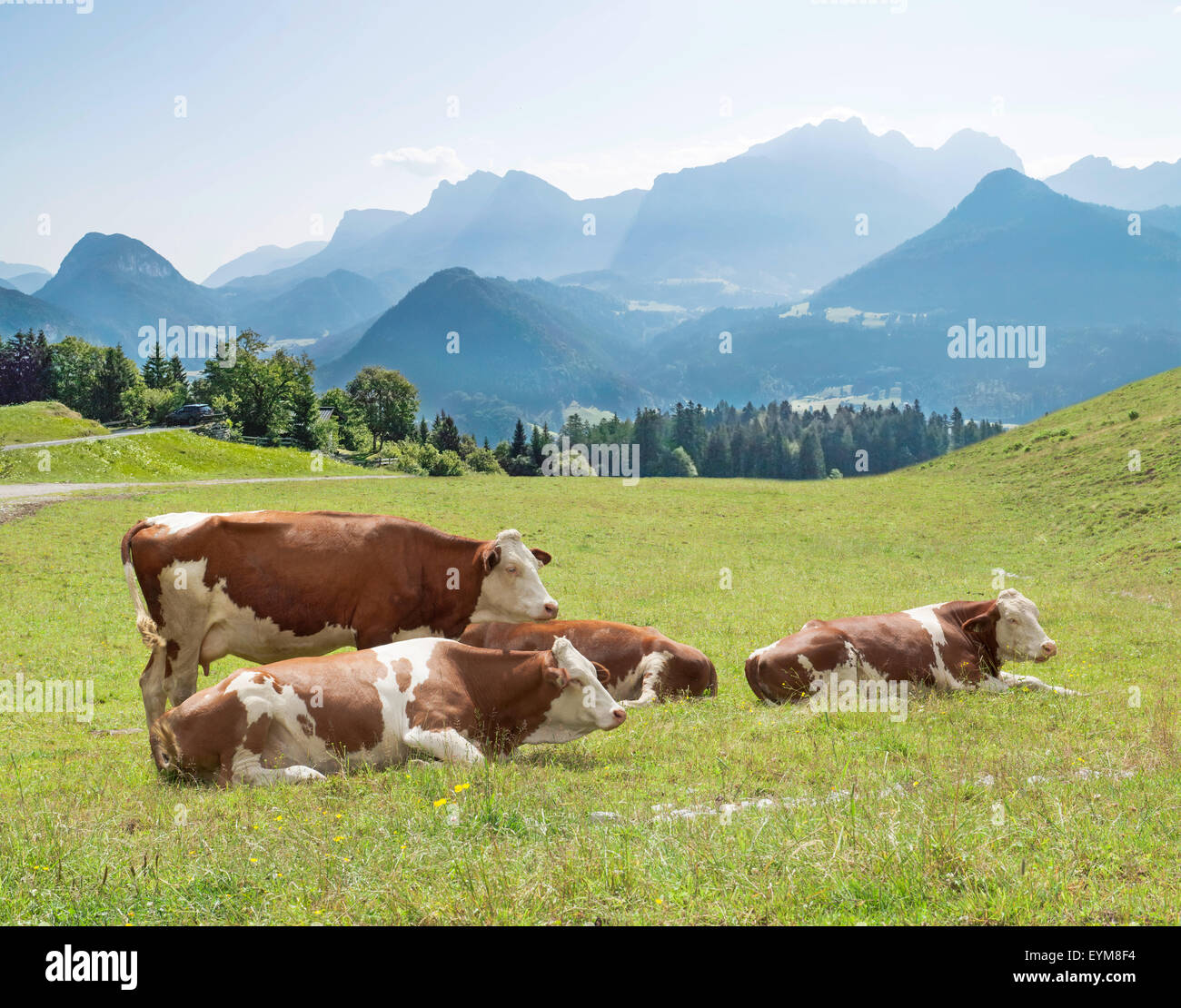 Pinzgau cattle hi-res stock photography and images - Alamy