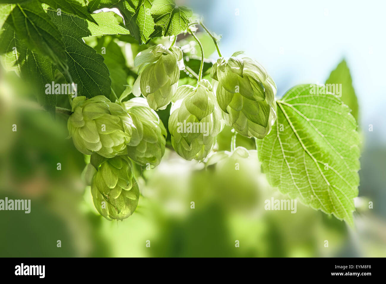 Hops, blossom, branch with leaves, garden, Humulus lupulus, hemp family ...