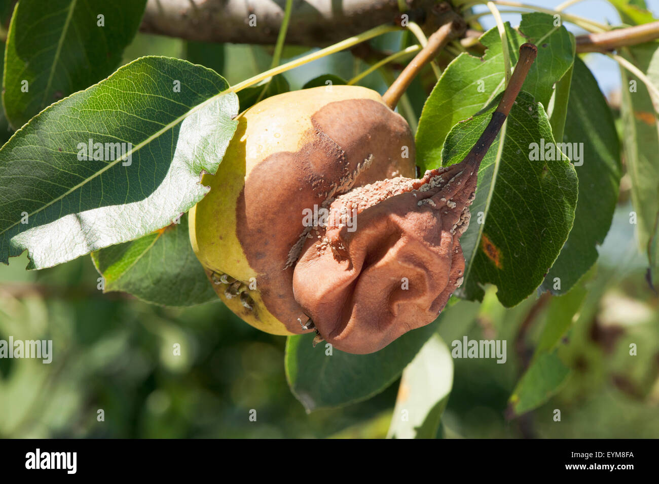 Pear shaped leaves hi-res stock photography and images - Alamy