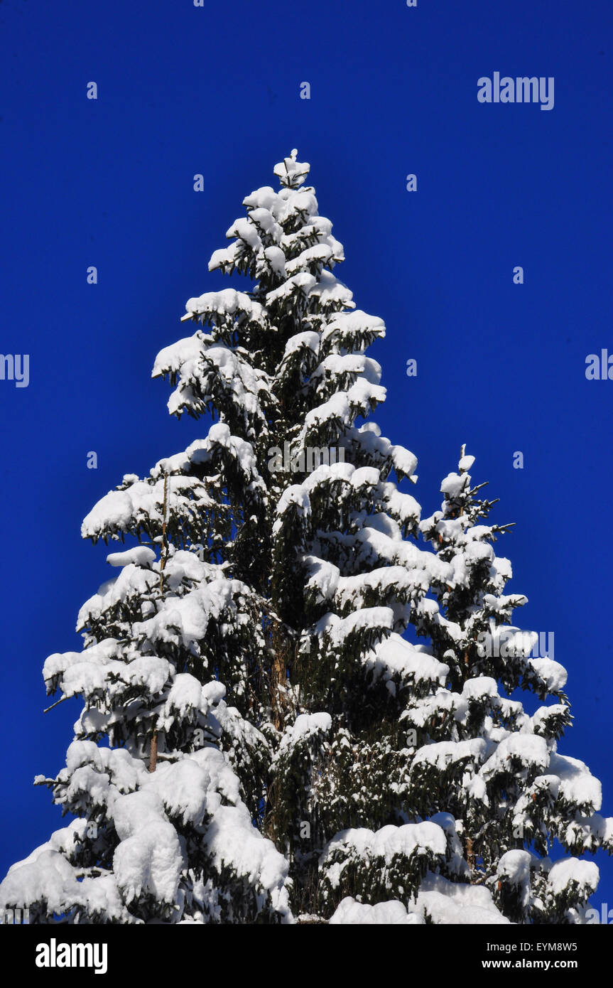 Himmel tannenbaum hi-res stock photography and images - Alamy