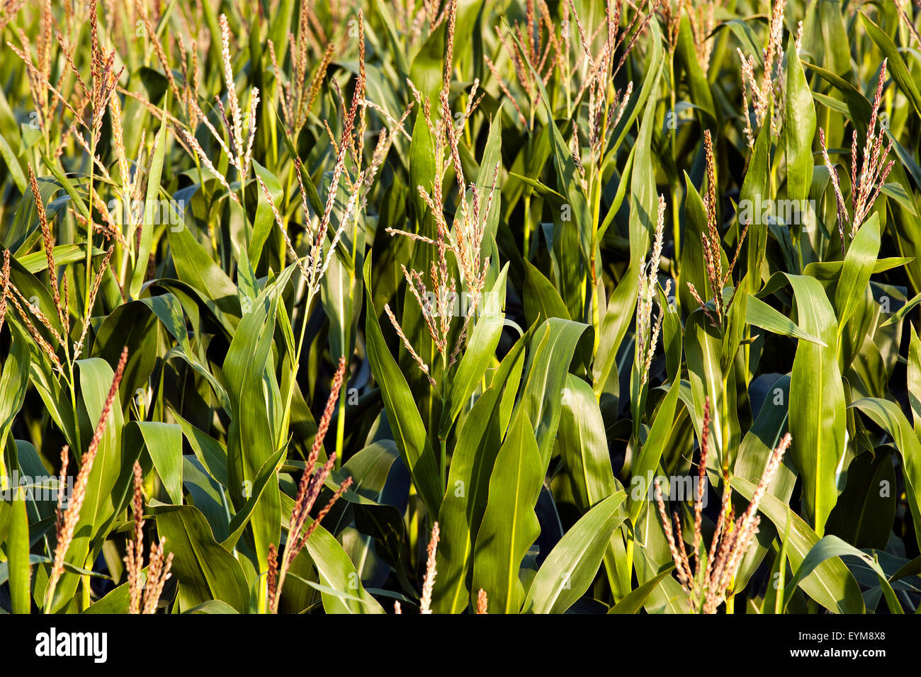 Grow corn hi-res stock photography and images - Alamy