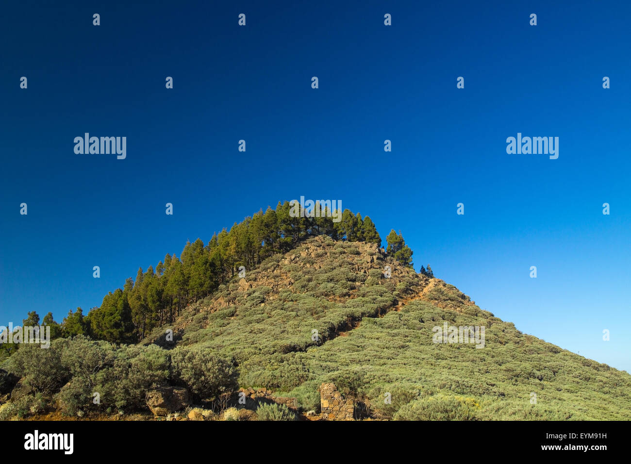 Canarian pine trees pinus canariensis hi-res stock photography and ...