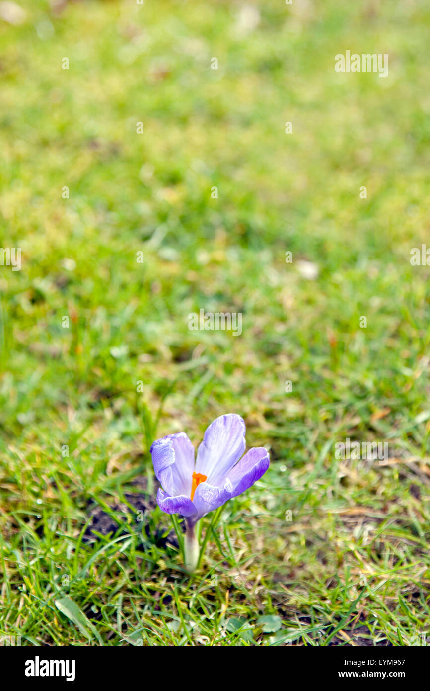 Spring, crocus, meadow Stock Photo - Alamy
