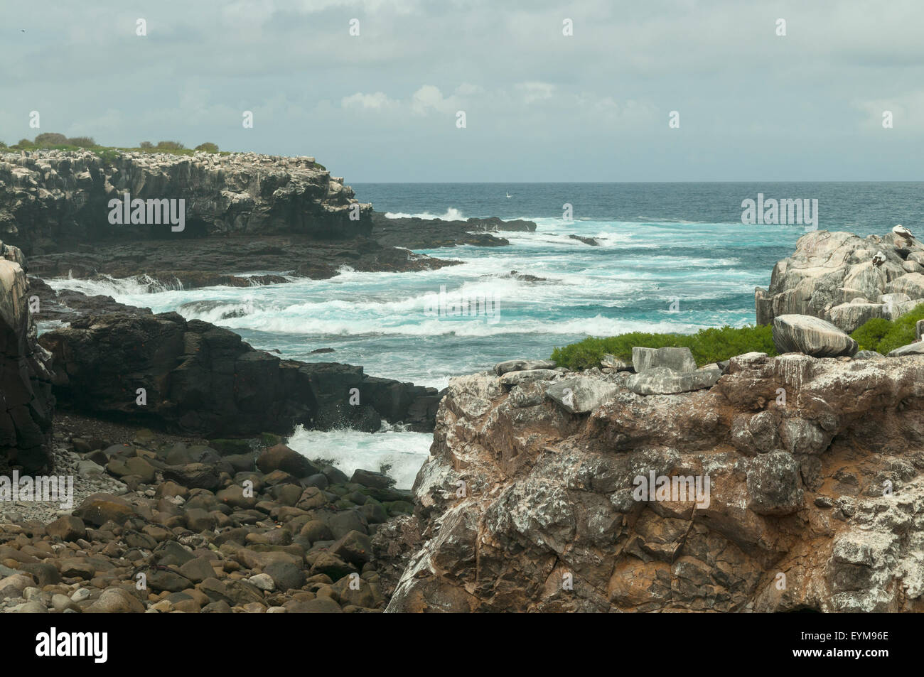Espanola Island, Galapagos Islands, Ecuador Stock Photo - Alamy