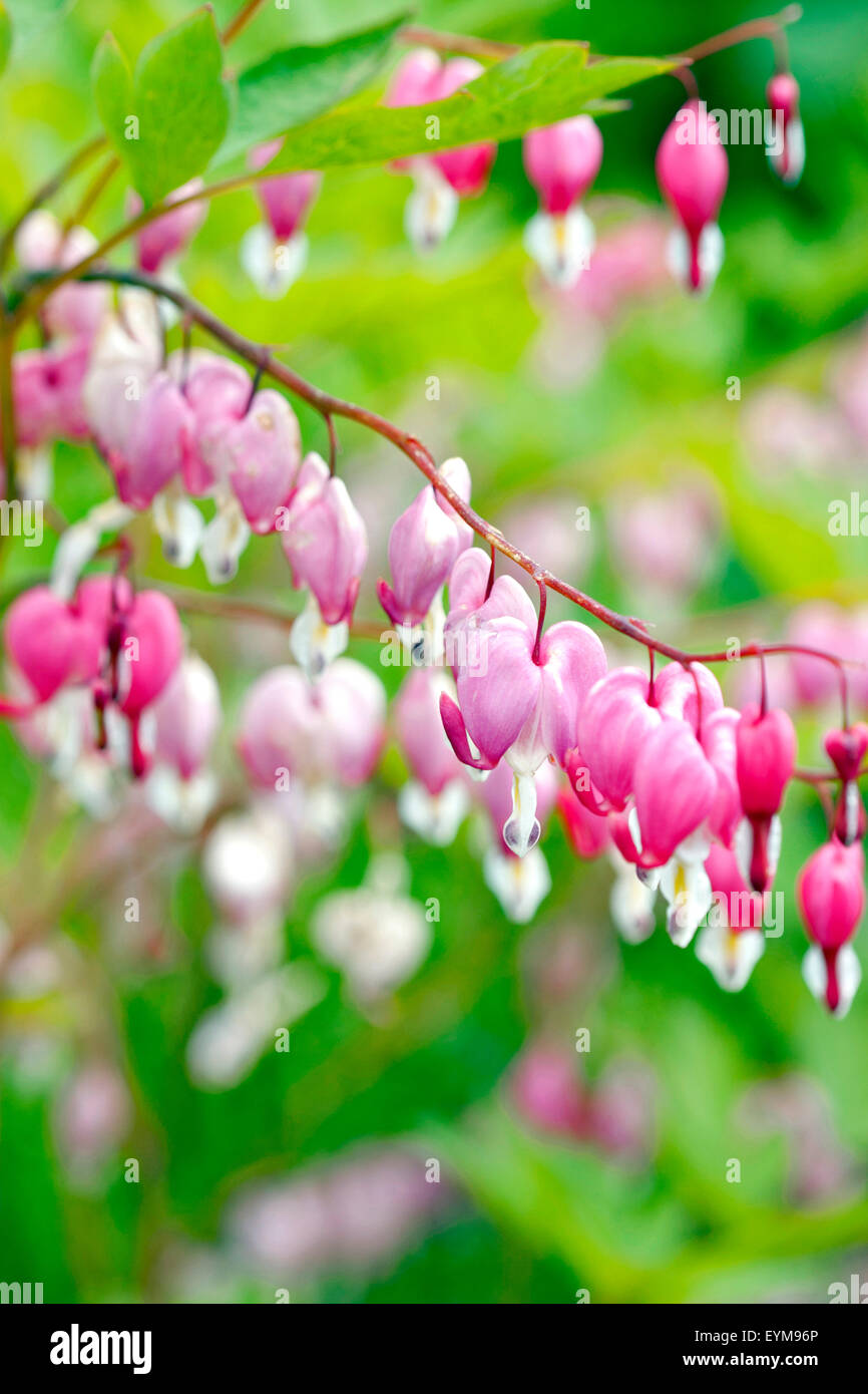 Spring, bleeding heart, garden Stock Photo - Alamy